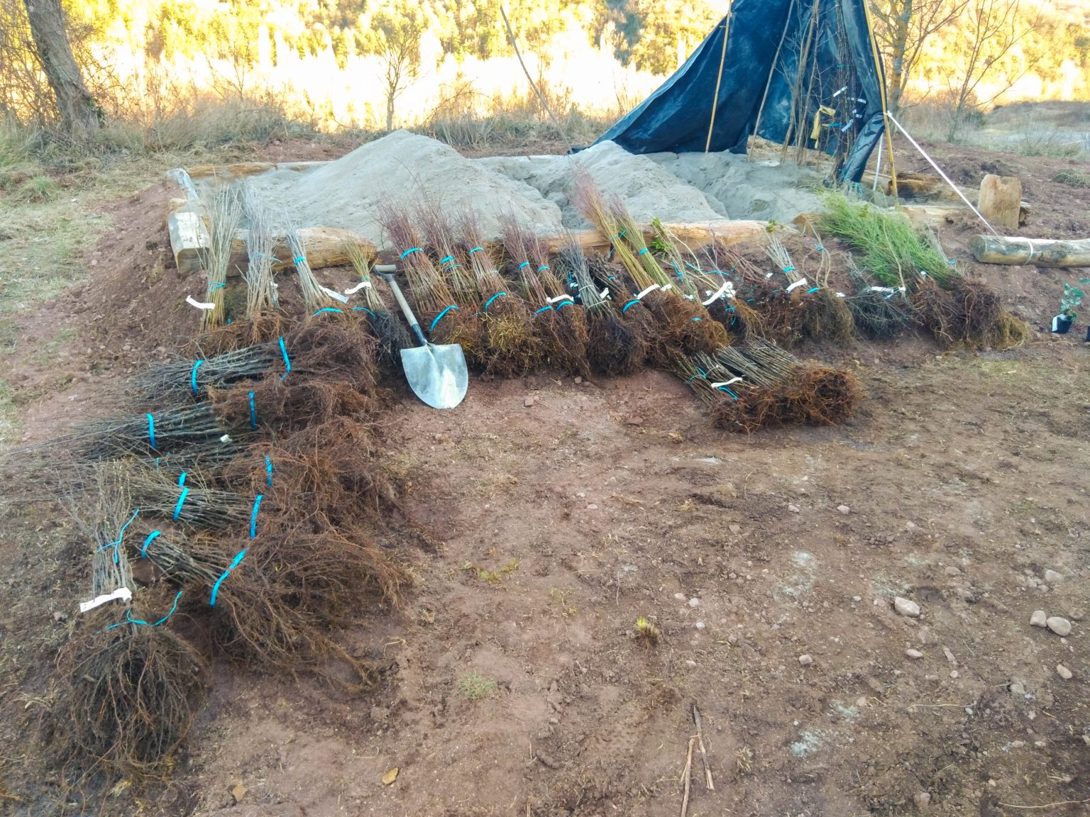 Arrel nua | Lo Verger | Viver d'arbres fruiters